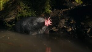 Top 10 Most Amazing Blind Animals - Apfisn