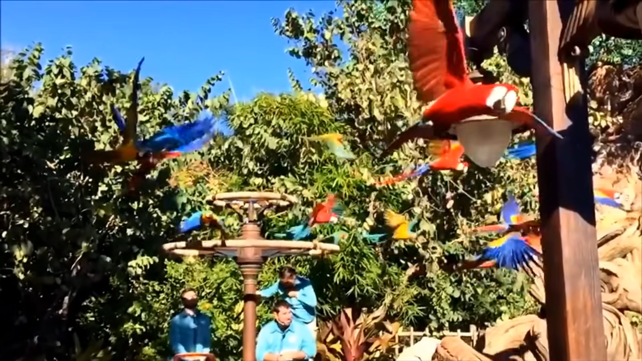 Top 15 Small Parrot Species You Can Keep as Pets - Apfisn