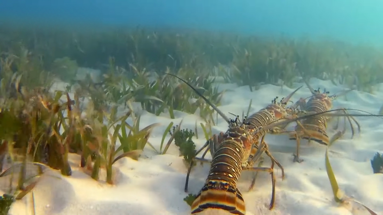 Top 10 Most Amazing Blind Animals - Apfisn