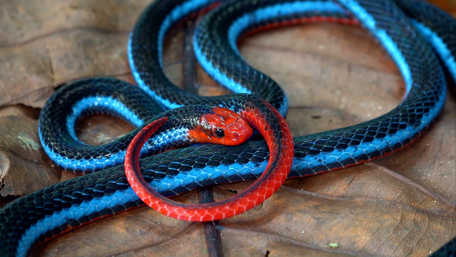 Top 10 Most Beautiful Snakes on Earth - Apfisn