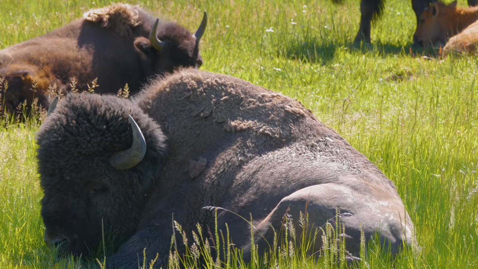 Top 10 Heaviest Animals In The World - Apfisn