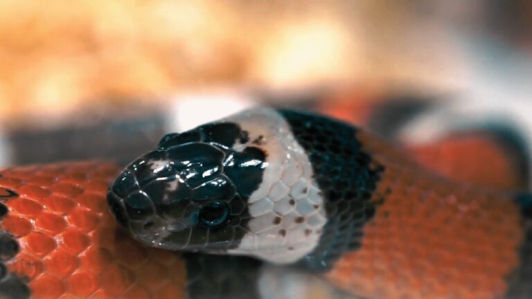Top 10 Most Beautiful Snakes on Earth - Apfisn