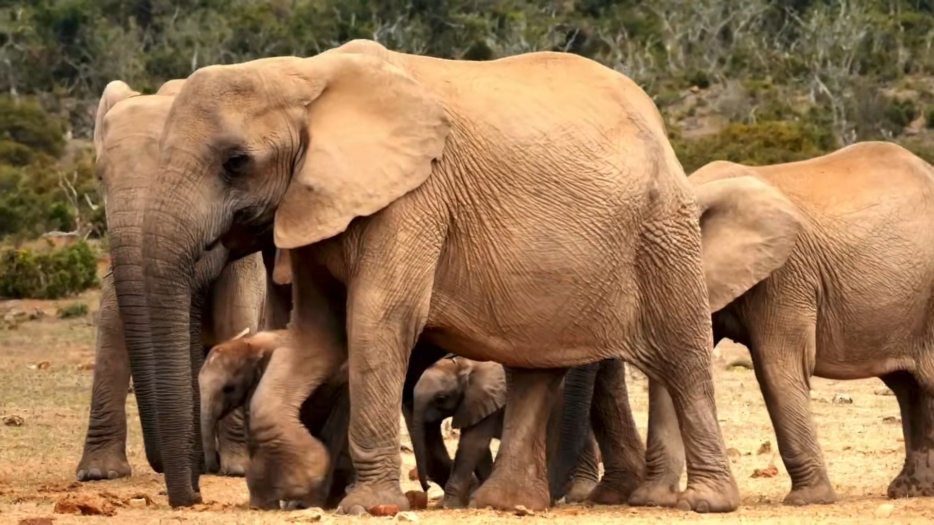 Top 10 Heaviest Animals In The World - Apfisn