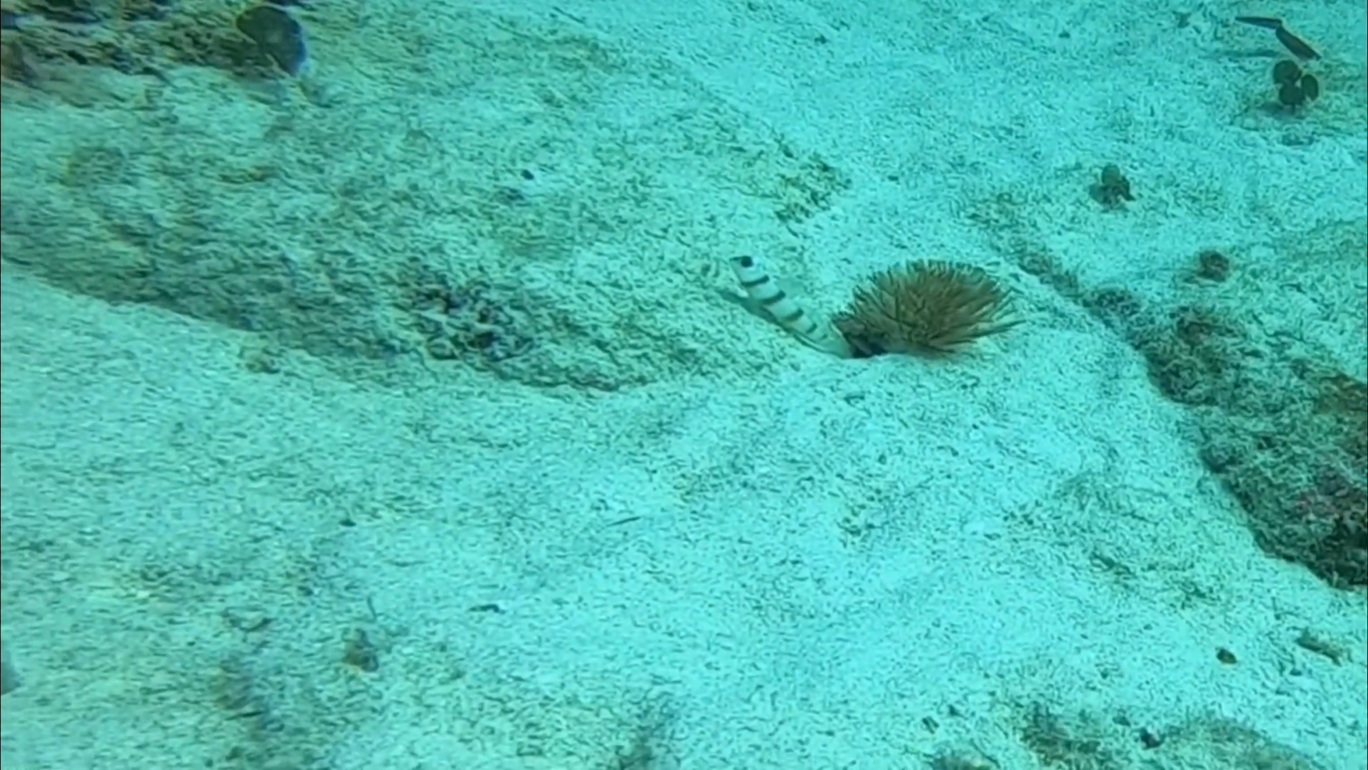 Top 10 Most Amazing Blind Animals - Apfisn