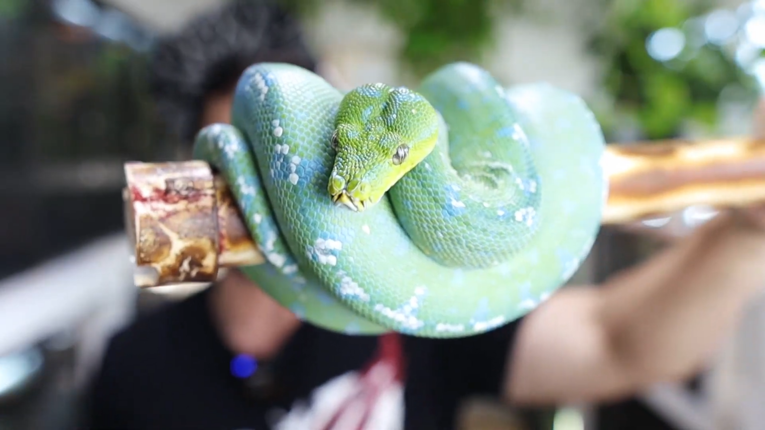 Top 10 Most Beautiful Snakes on Earth - Apfisn