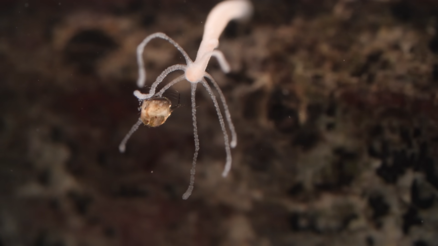 Top 10 Most Amazing Blind Animals - Apfisn