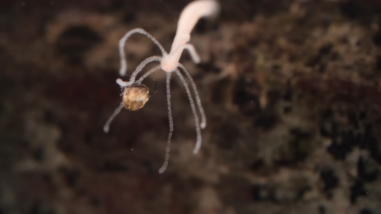 Top 10 Most Amazing Blind Animals - Apfisn