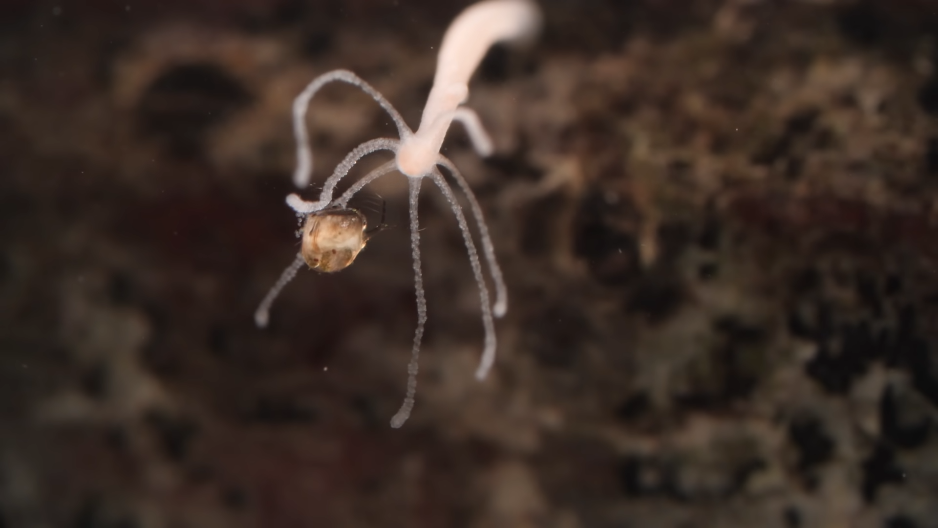 Top 10 Most Amazing Blind Animals - Apfisn