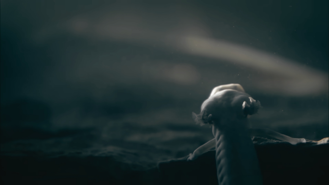 Top 10 Most Amazing Blind Animals - Apfisn