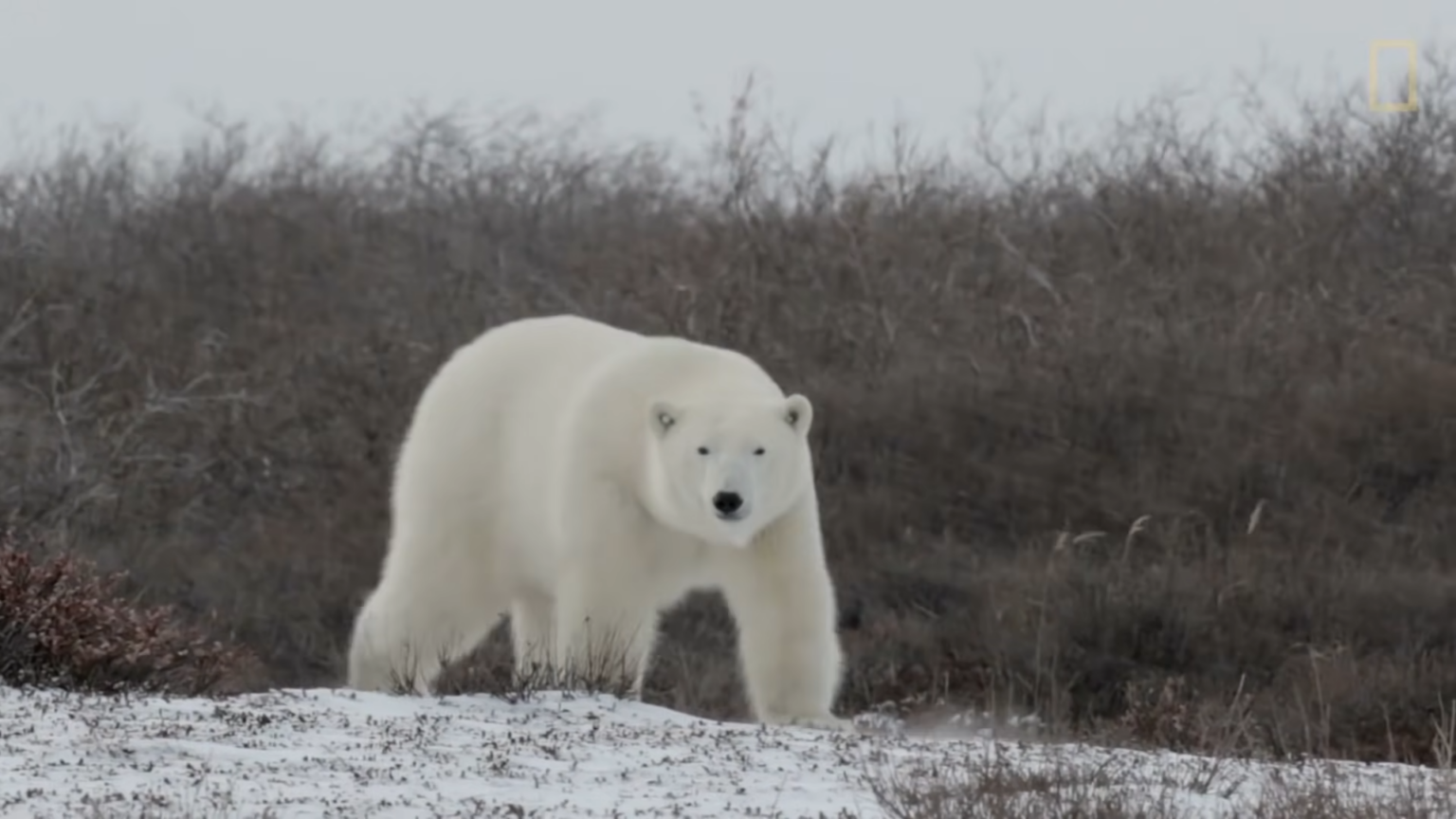 Top 10 Heaviest Animals In The World - Apfisn