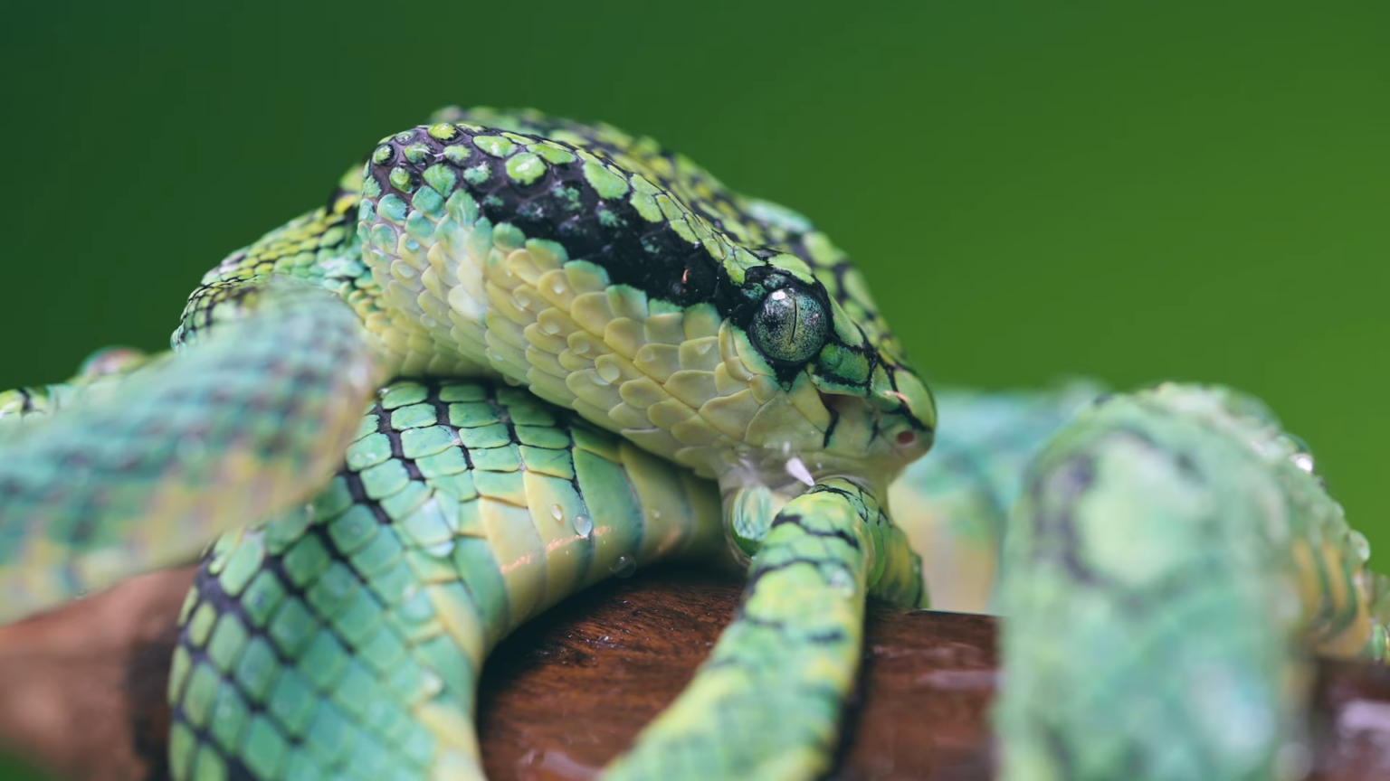 Top 10 Most Beautiful Snakes on Earth - Apfisn