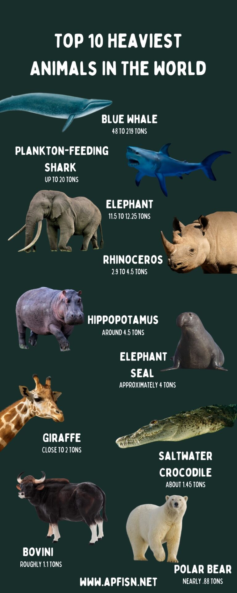 Top 10 Heaviest Animals In The World - Apfisn