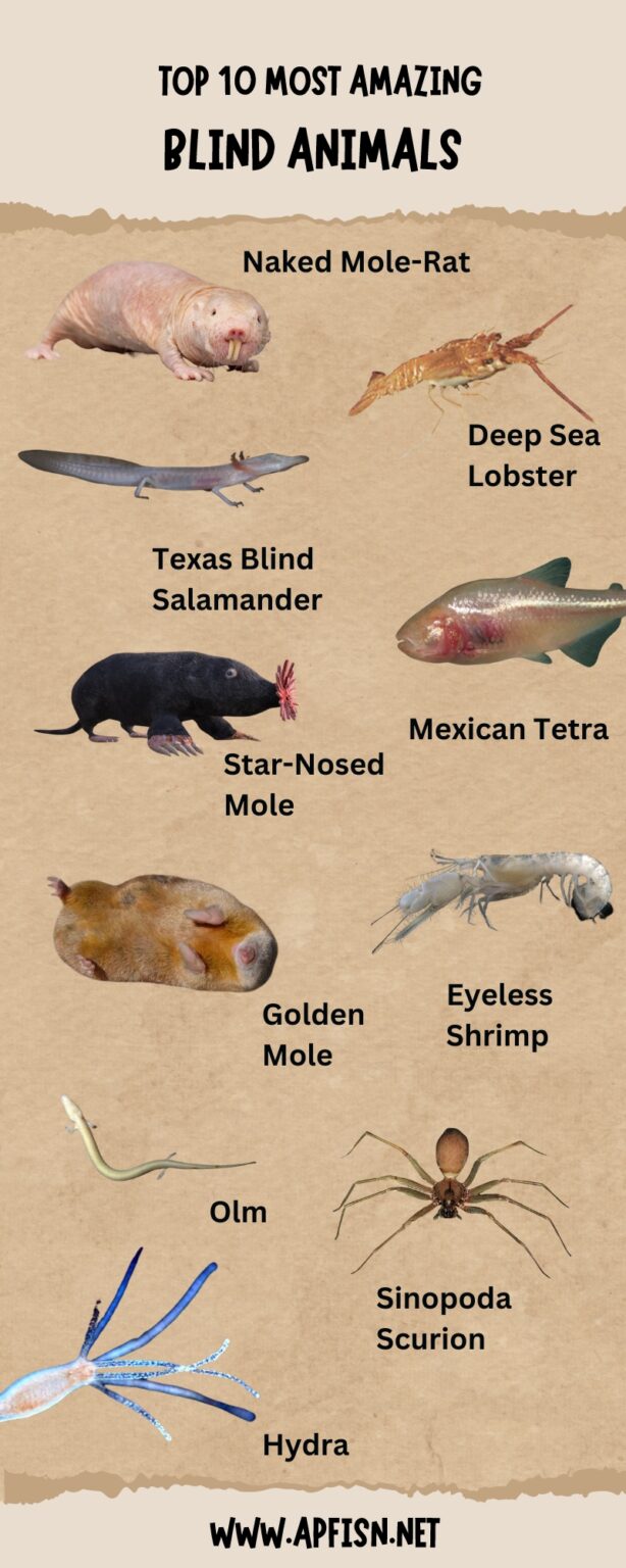 Top 10 Most Amazing Blind Animals - Apfisn