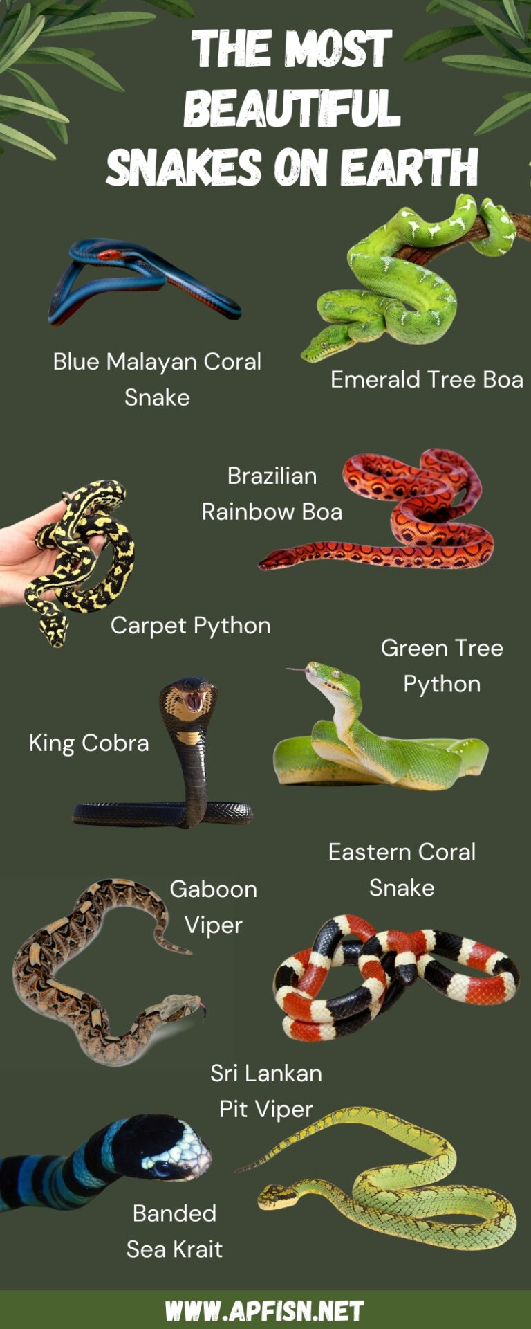 Top 10 Most Beautiful Snakes on Earth - Apfisn