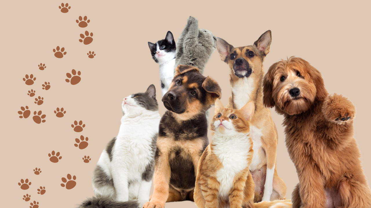 Pamper Your Pet: Must-Have Gifts to Make Your Pet’s Day Special - Apfisn