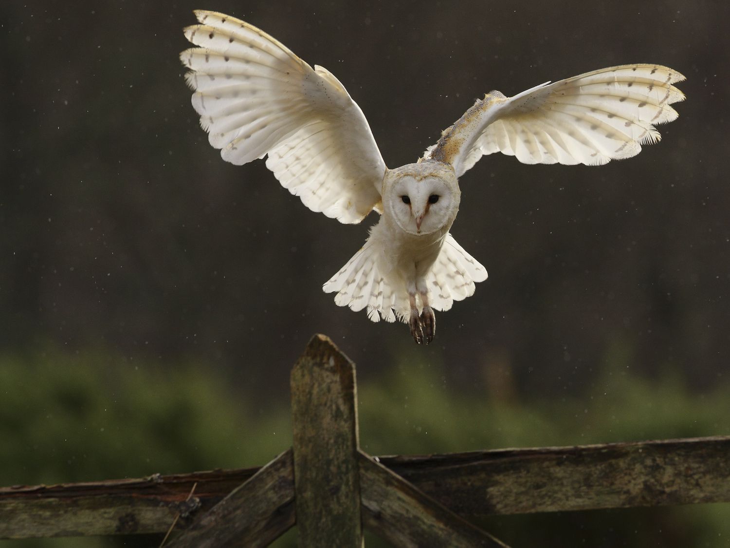 Why Do Owls Have Long Legs? - Apfisn