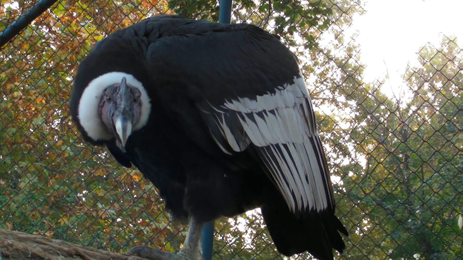 Top 30 Largest Living Birds In The World - Apfisn