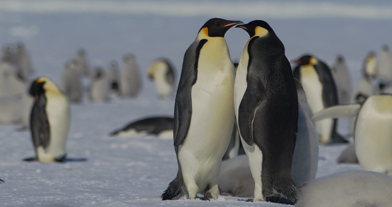 Inside a Penguin Mouth - Not What You’d Expect - Apfisn