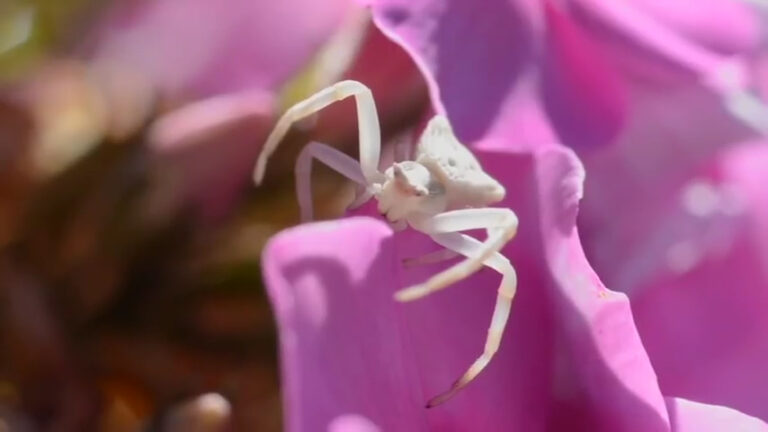 50 Pink Animals That Prove Nature’s Beauty Comes in All Colors - Apfisn