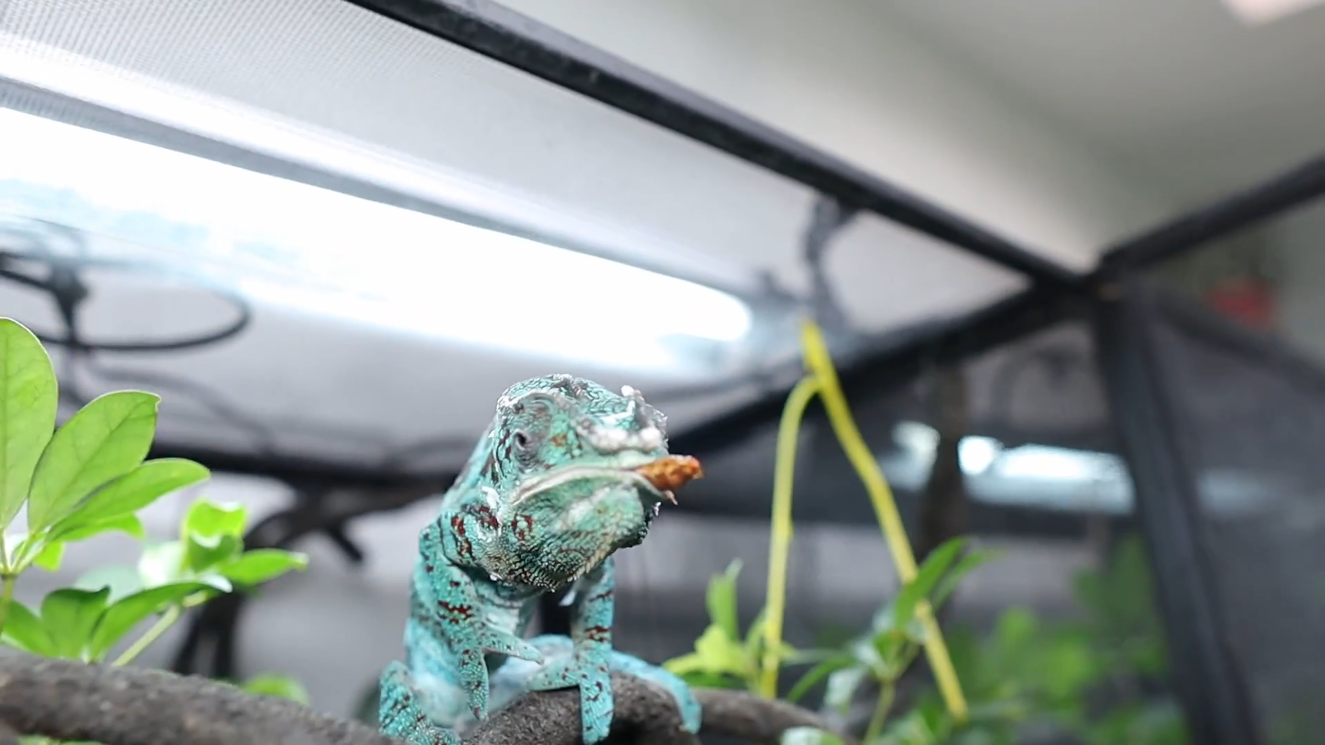 What Are Dubia Roaches and Why Are They a Popular Choice for Reptile ...