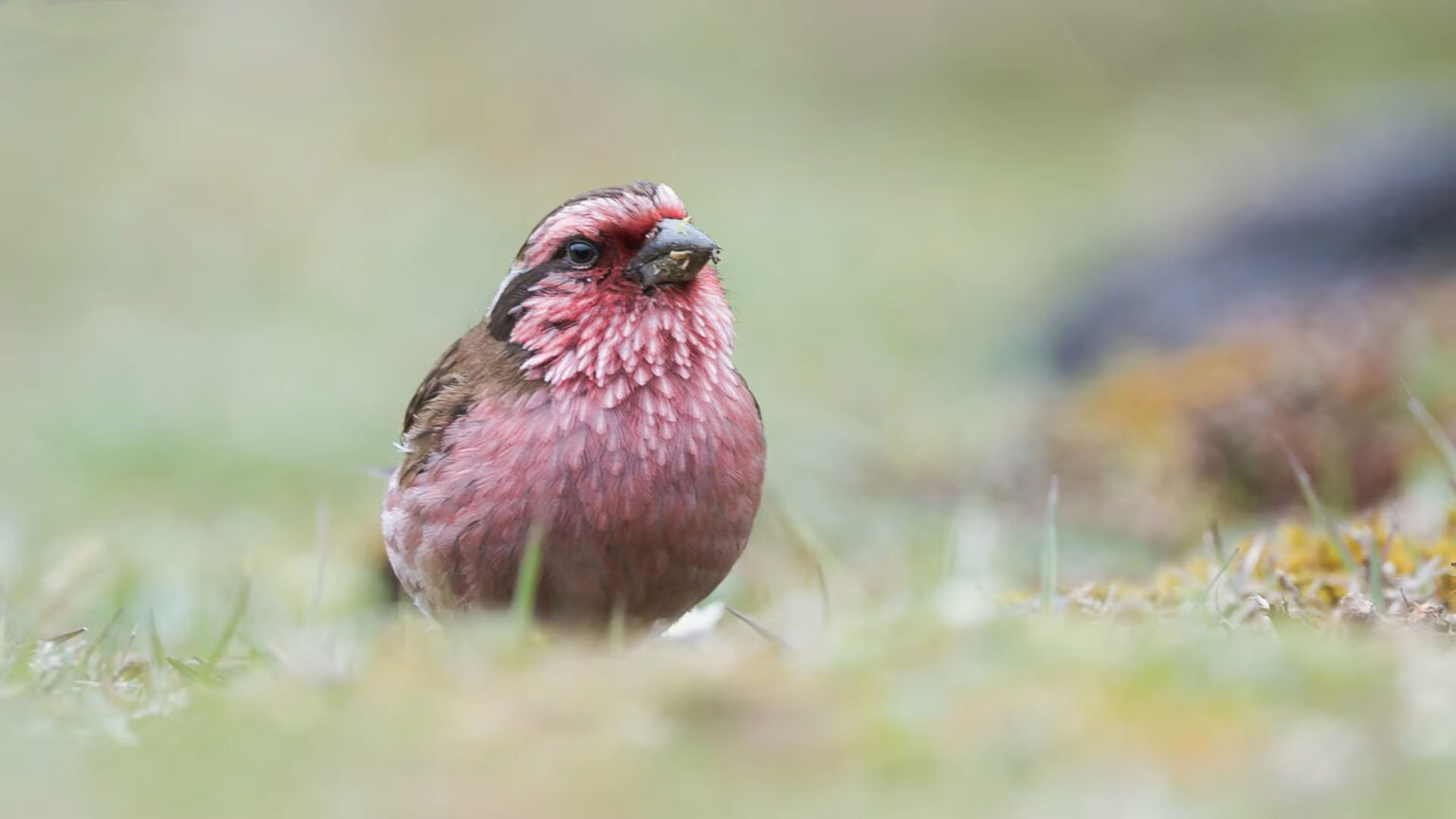 50 Pink Animals That Prove Nature’s Beauty Comes in All Colors - Apfisn