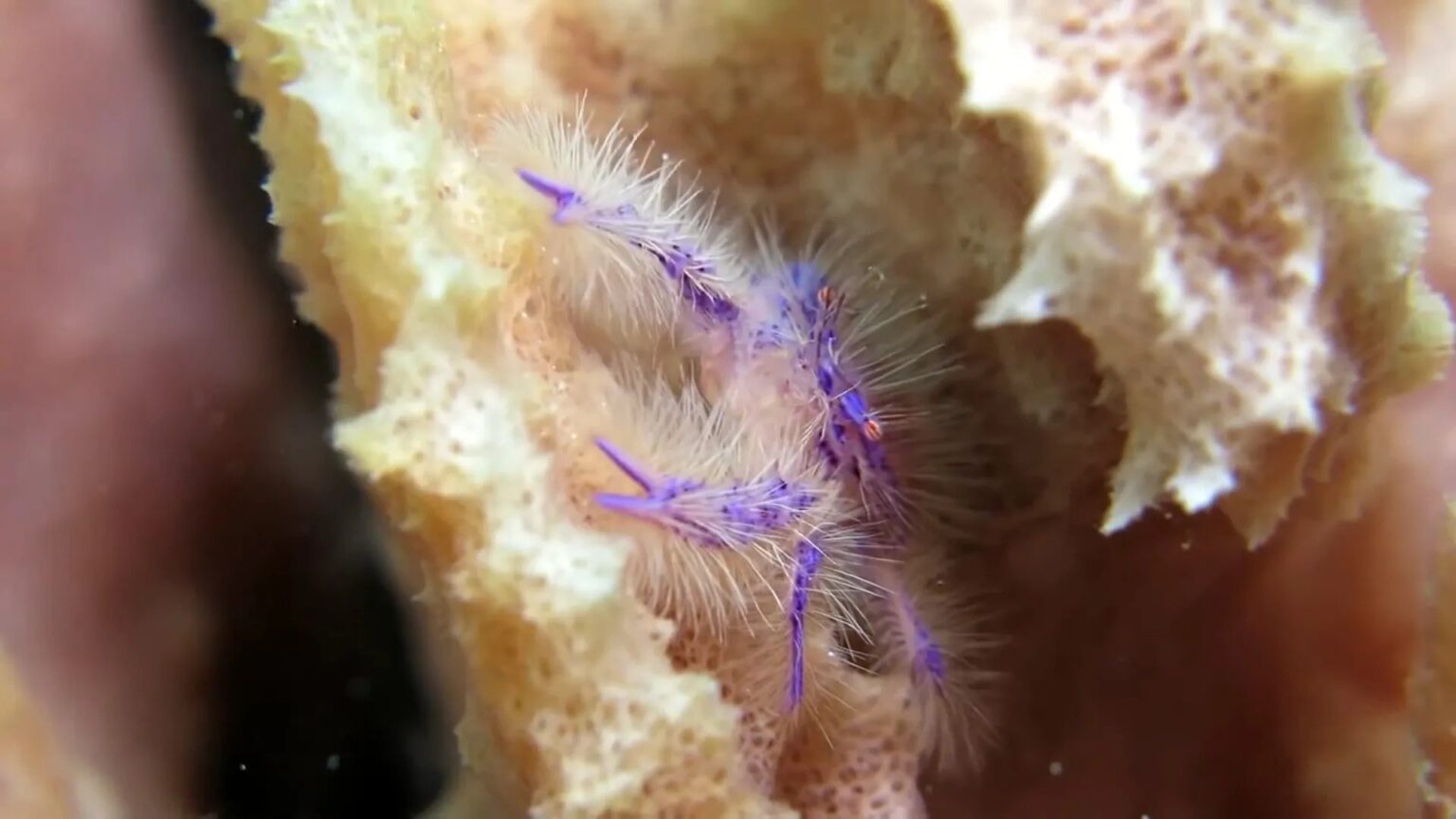 50 Pink Animals That Prove Nature’s Beauty Comes in All Colors - Apfisn