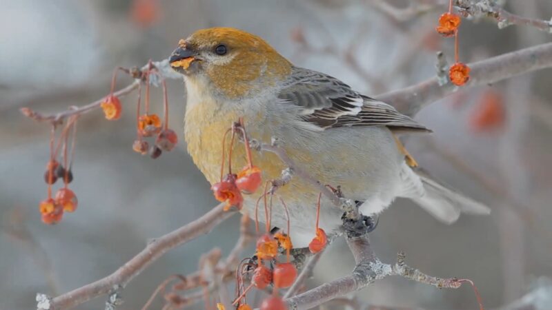 50 Pink Animals That Prove Nature’s Beauty Comes in All Colors - Apfisn