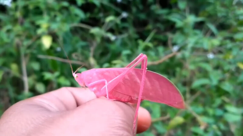 50 Pink Animals That Prove Nature’s Beauty Comes in All Colors - Apfisn