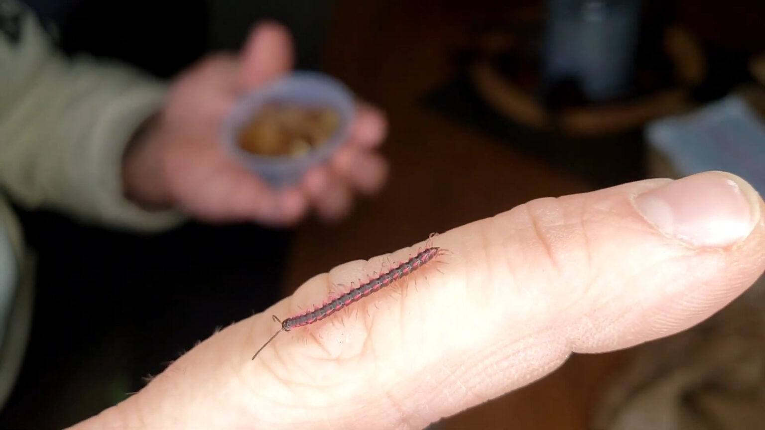 50 Pink Animals That Prove Nature’s Beauty Comes in All Colors - Apfisn