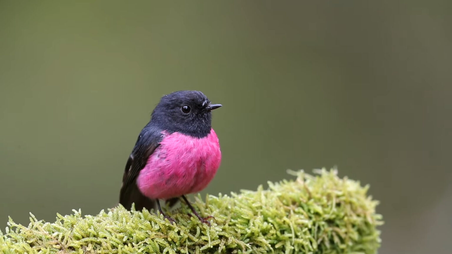 50 Pink Animals That Prove Nature’s Beauty Comes in All Colors - Apfisn