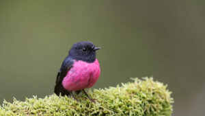50 Pink Animals That Prove Nature’s Beauty Comes in All Colors - Apfisn