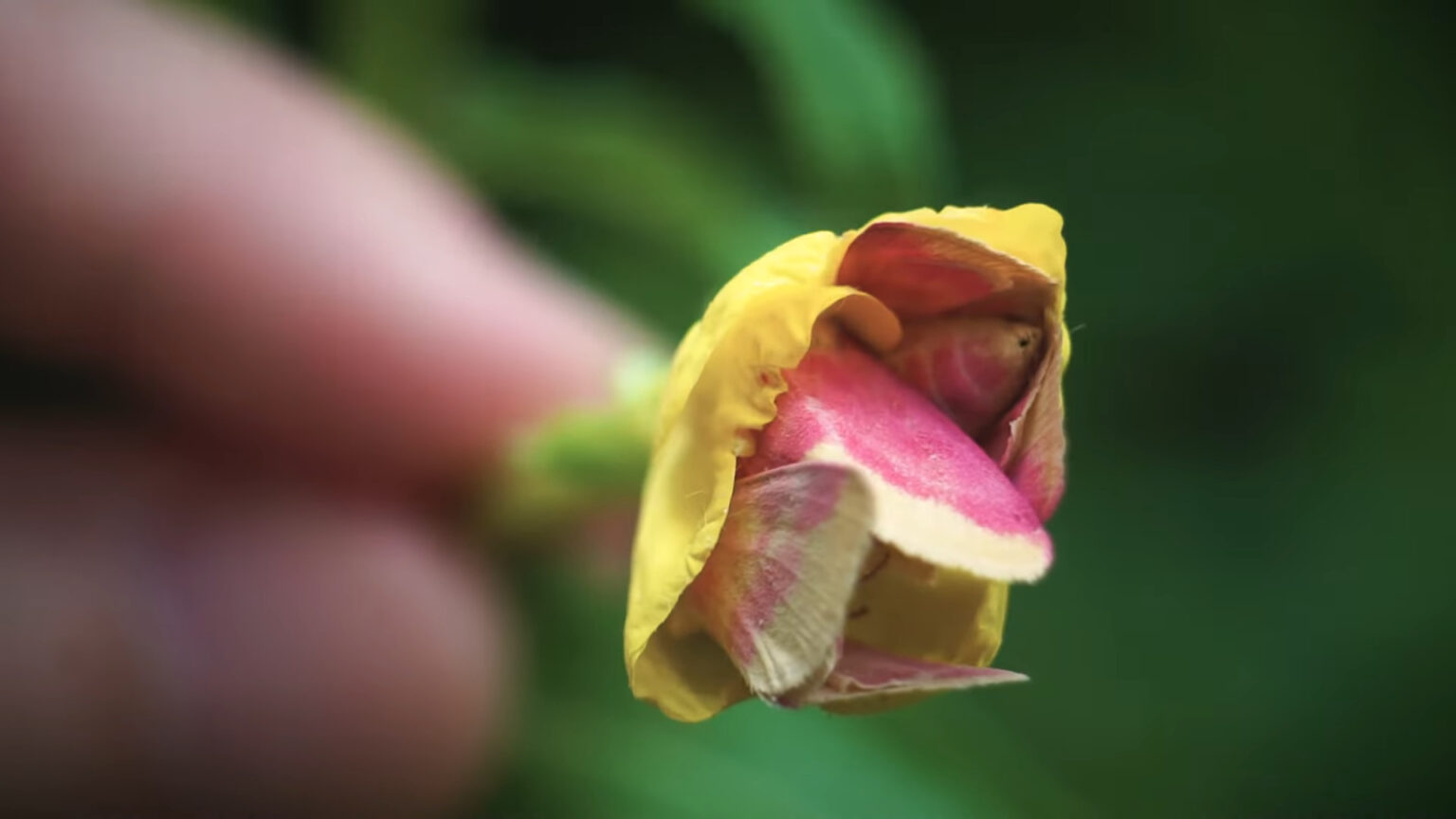 50 Pink Animals That Prove Nature’s Beauty Comes in All Colors - Apfisn