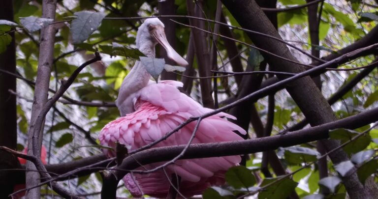 50 Pink Animals That Prove Nature’s Beauty Comes in All Colors - Apfisn