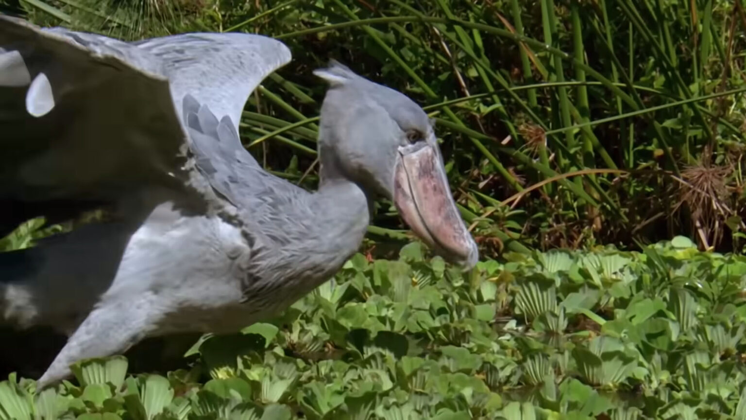 Top 30 Largest Living Birds In The World - Apfisn