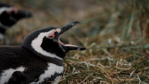 Inside a Penguin Mouth - Not What You’d Expect - Apfisn