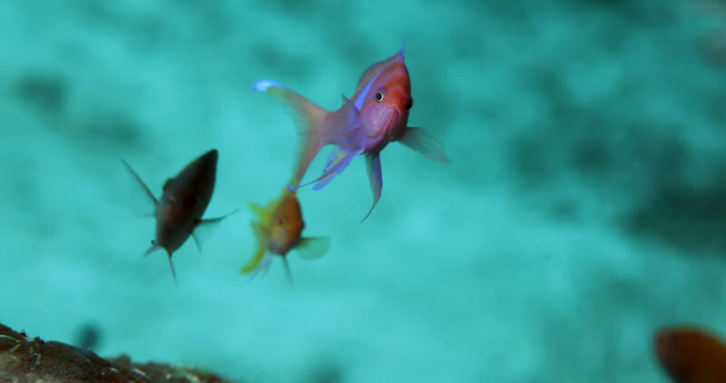 50 Pink Animals That Prove Nature’s Beauty Comes in All Colors - Apfisn