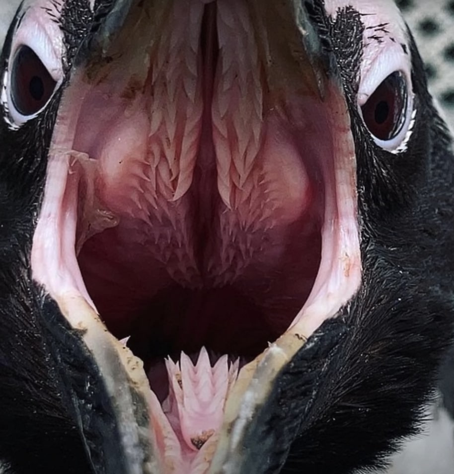 Inside a Penguin Mouth - Not What You’d Expect - Apfisn
