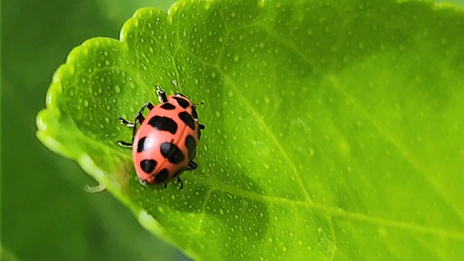 50 Pink Animals That Prove Nature’s Beauty Comes in All Colors - Apfisn