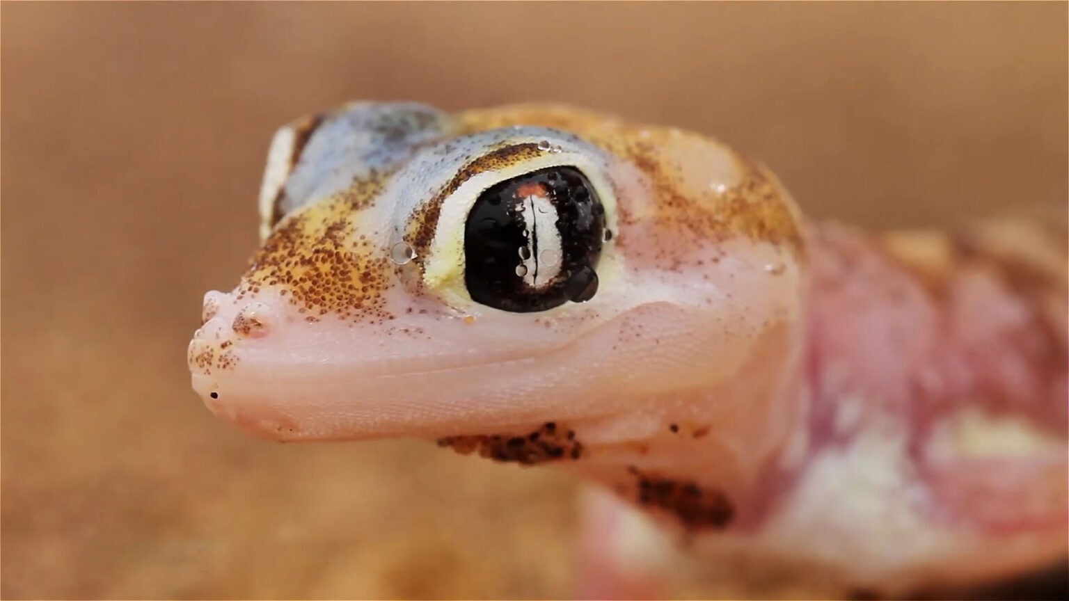 50 Pink Animals That Prove Nature’s Beauty Comes in All Colors - Apfisn