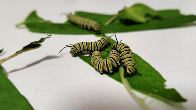 What Do Caterpillars Eat? A Guide to Their Diet - Apfisn