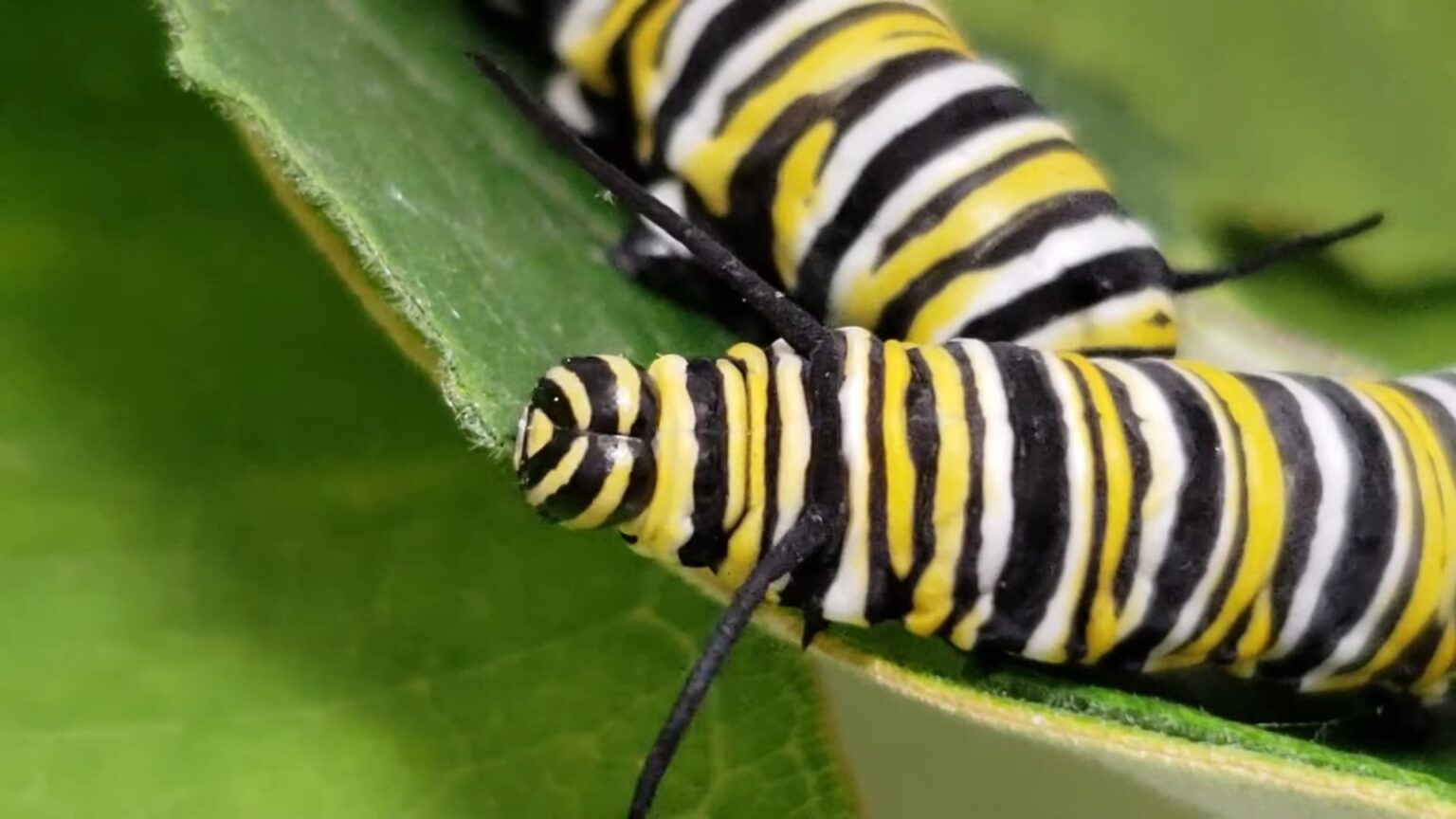 What Do Caterpillars Eat? A Guide to Their Diet - Apfisn