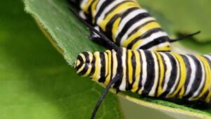 What Do Caterpillars Eat? A Guide to Their Diet - Apfisn