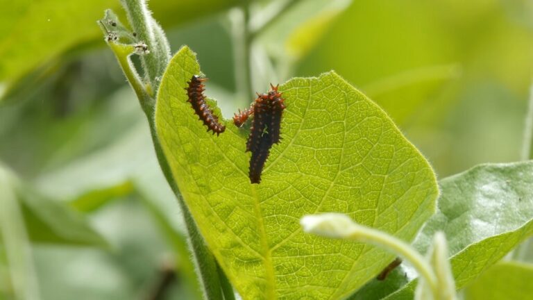 What Do Caterpillars Eat? A Guide to Their Diet - Apfisn