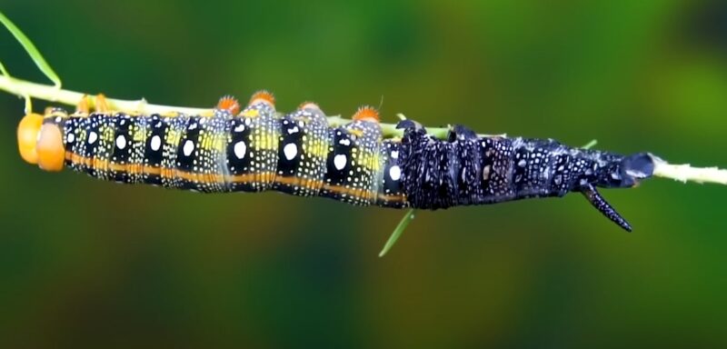 What Do Caterpillars Eat? A Guide to Their Diet - Apfisn