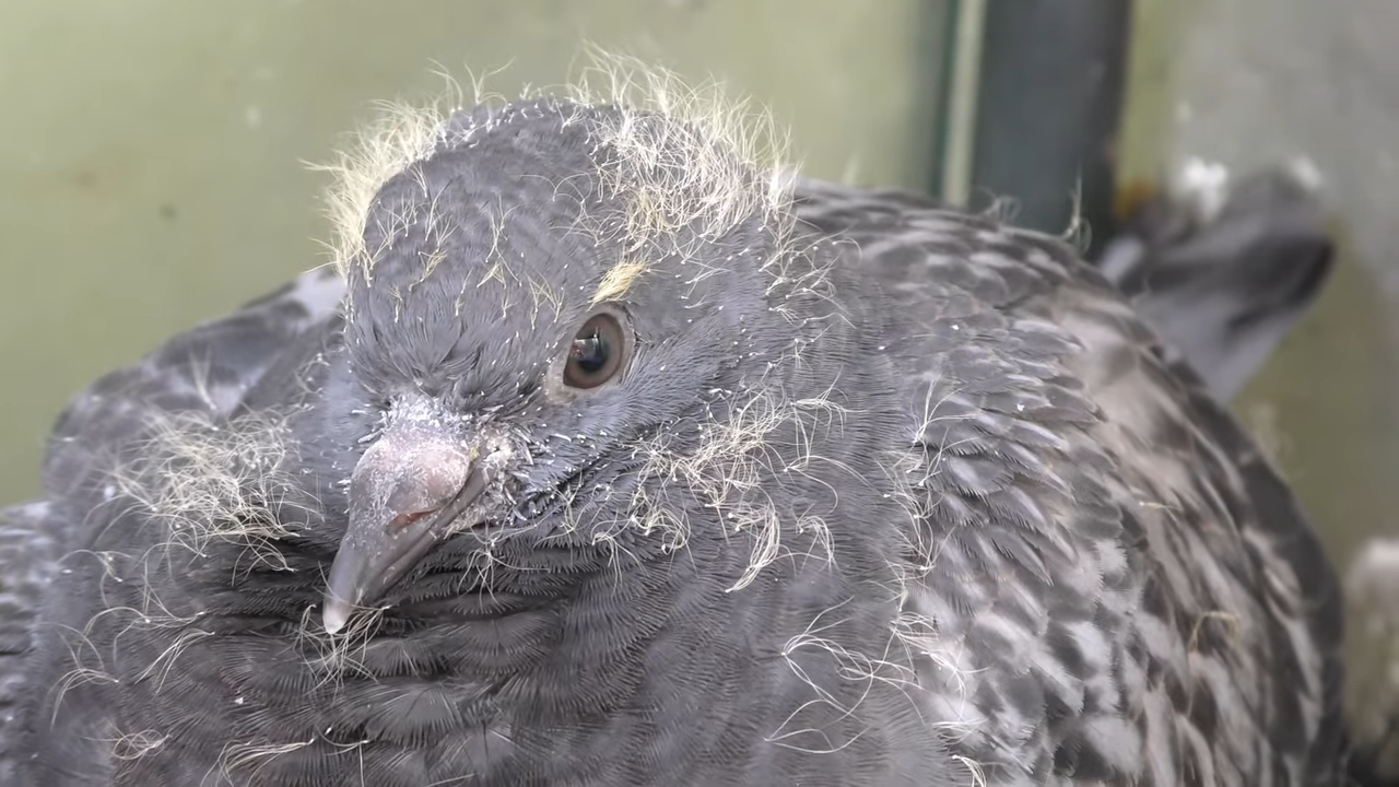 Why Don't We See Baby Pigeons? A Peek into Their Secret Lives - Apfisn