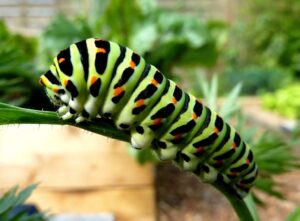 What Do Caterpillars Eat? A Guide to Their Diet - Apfisn
