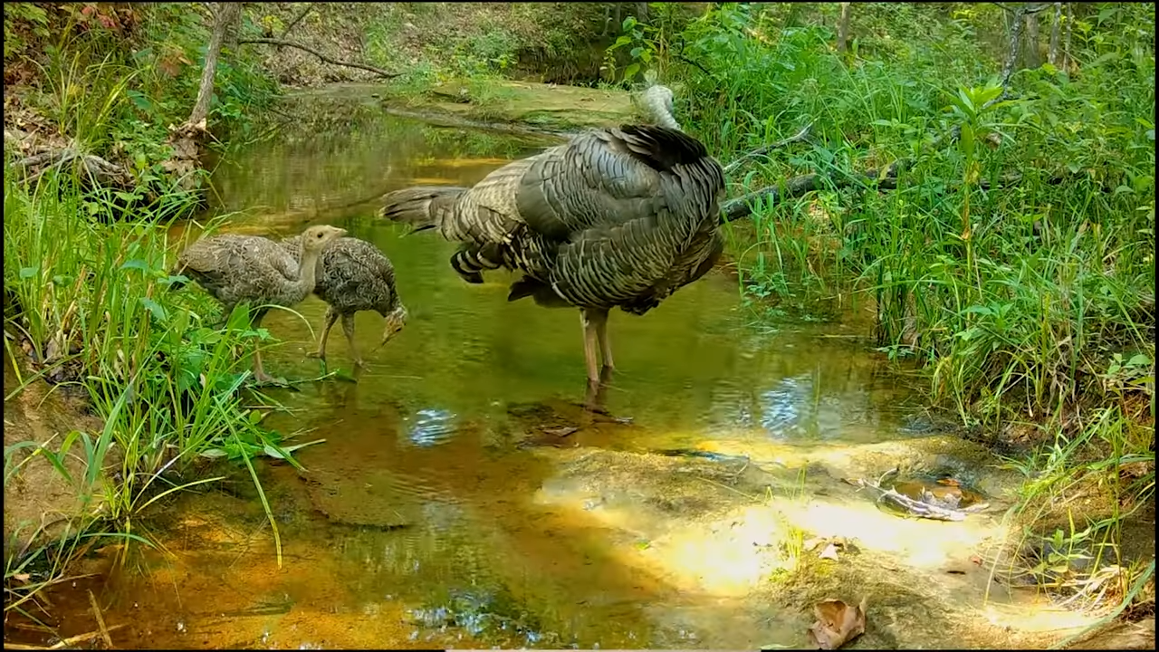 Can Wild Turkeys Really Fly? Myths vs. Facts - Apfisn