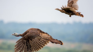 Can Wild Turkeys Really Fly? Myths vs. Facts - Apfisn