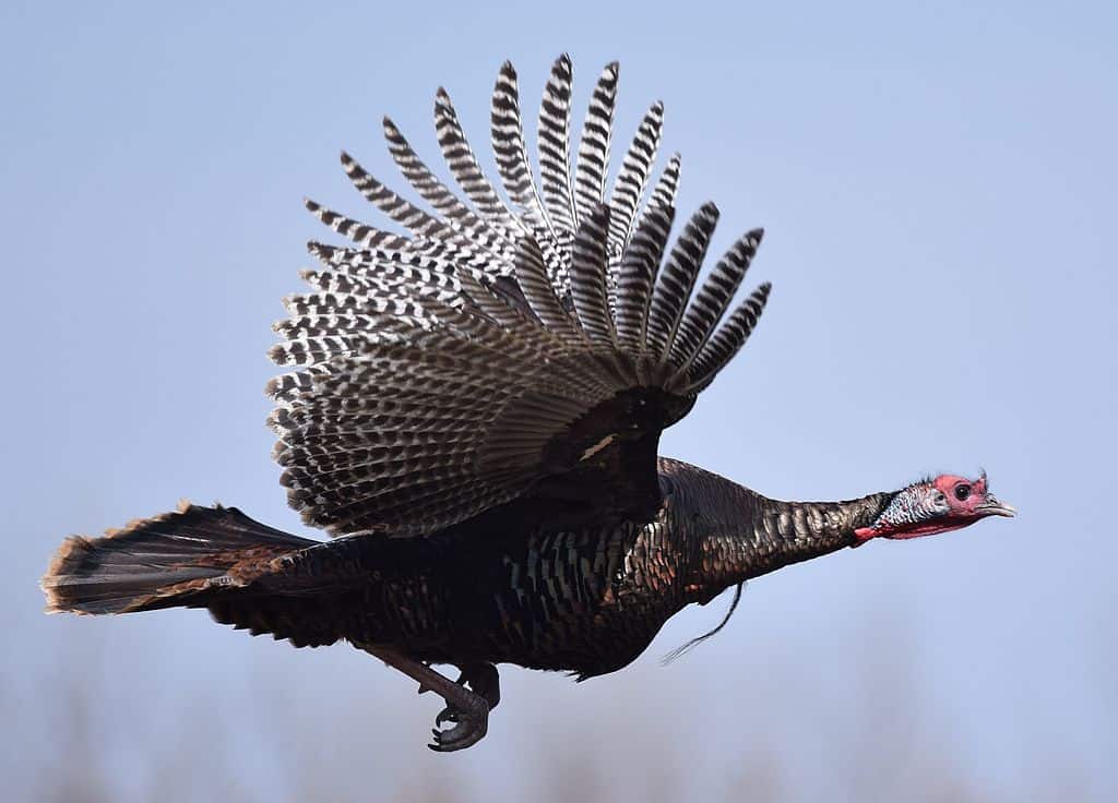 Can Wild Turkeys Really Fly? Myths vs. Facts - Apfisn